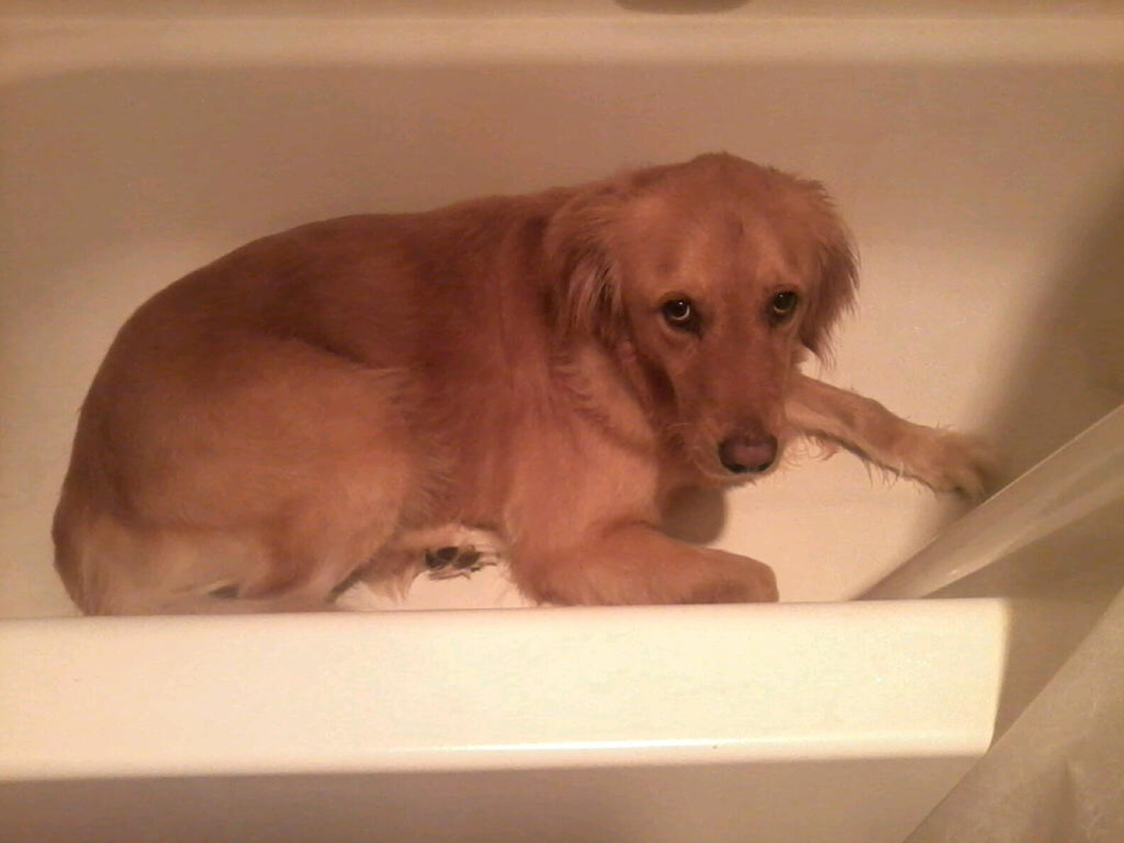 12 Signs Dogs Have Taken Over Your House - The Dodo