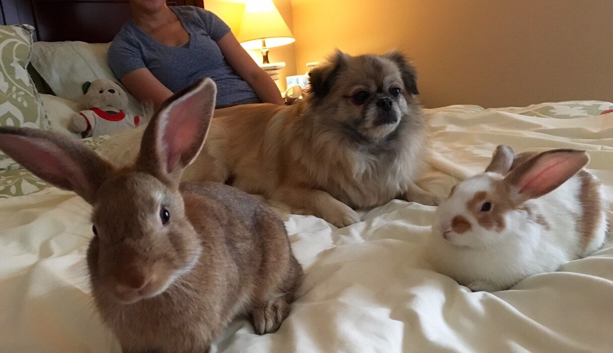 Dog Doesn't Care About Other Pups, But He LOVES His Foster Bunnies ...