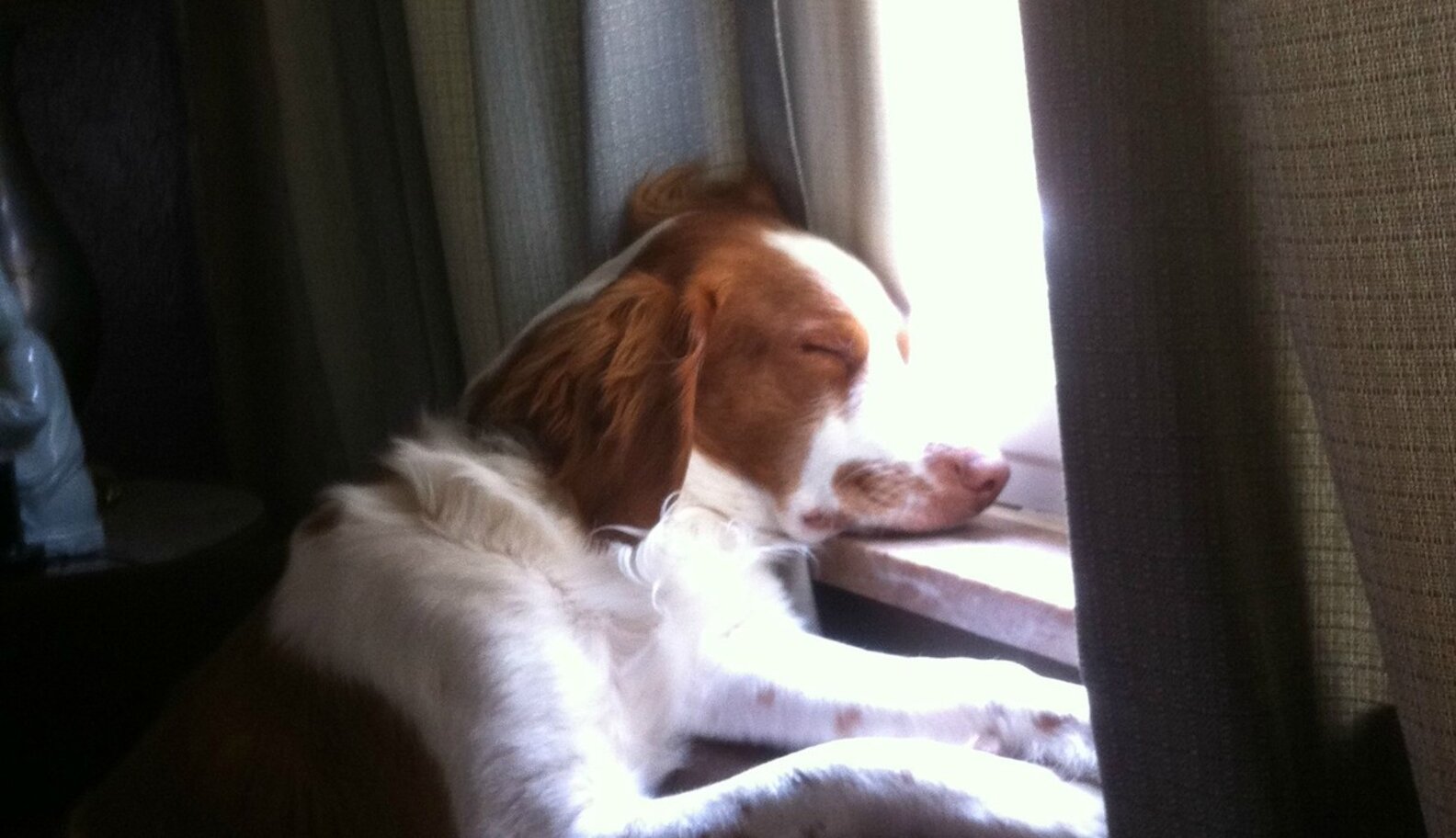 12 Signs Dogs Have Taken Over Your House - The Dodo