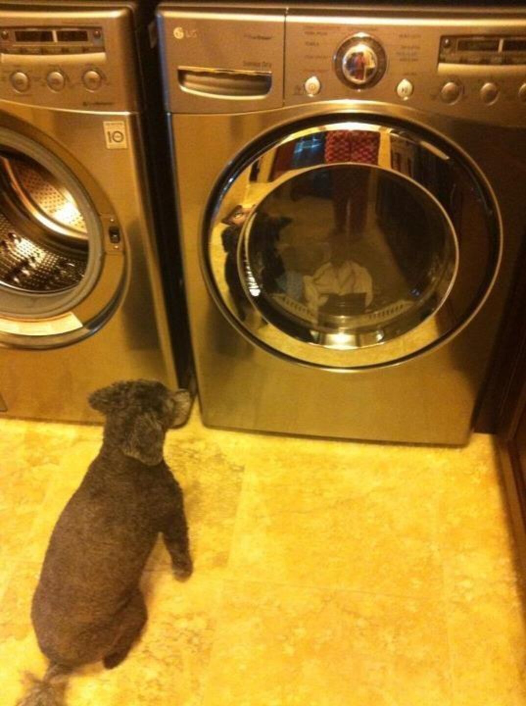 12 Signs Dogs Have Taken Over Your House - The Dodo