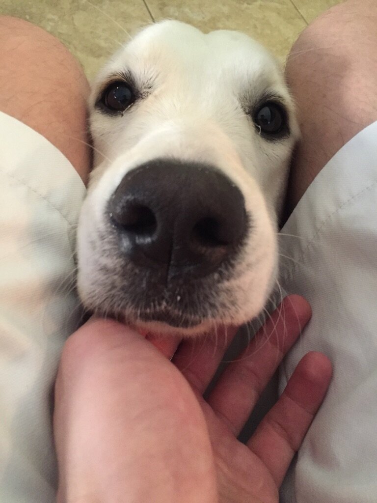 12 Signs Dogs Have Taken Over Your House - The Dodo