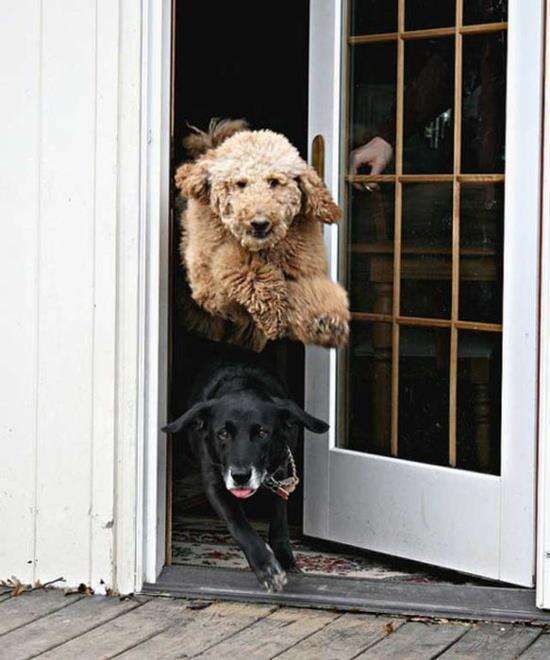 12 Signs Dogs Have Taken Over Your House - The Dodo