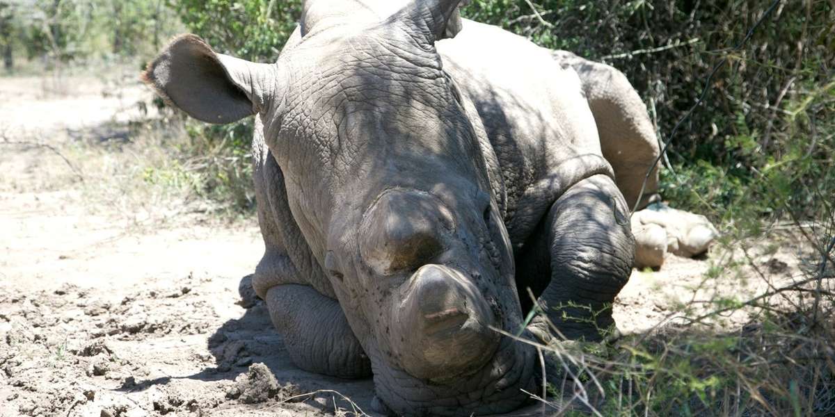 This Could Be The Last Picture Of The World's Rarest Rhino - The Dodo