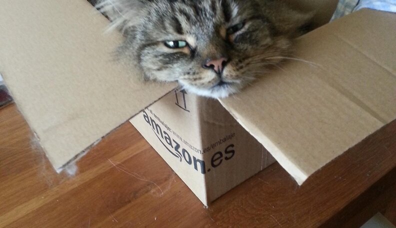 9 Cats Who Are SO Over Cardboard Boxes - The Dodo