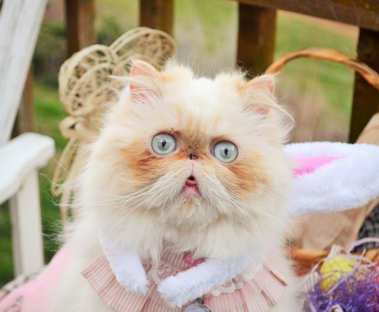 Kitten Rescued From Puppy Mill Is Completely Spoiled Now - The Dodo