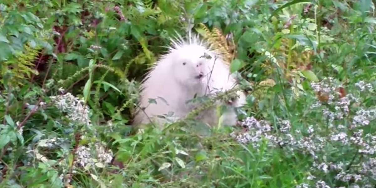 White 'Cat' Turns Out To Be Something Far More Rare - The Dodo