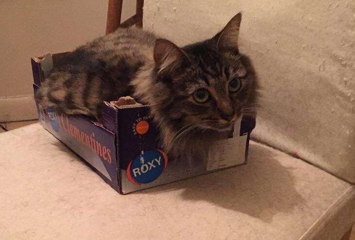9 Cats Who Are SO Over Cardboard Boxes - The Dodo