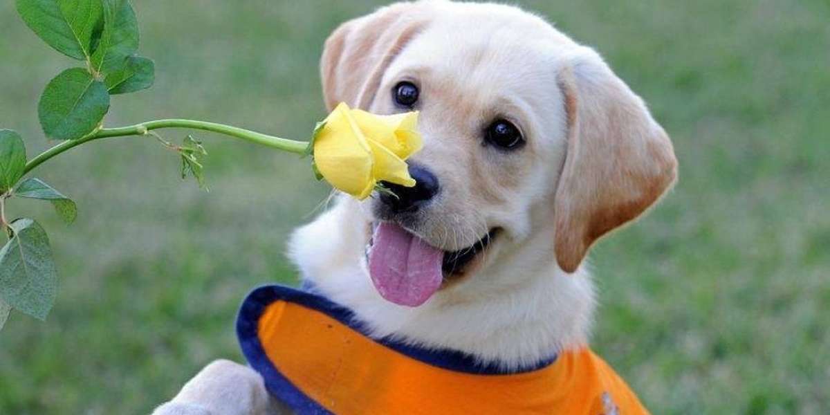 21 Very Snuggly Service Puppies In Training - The Dodo