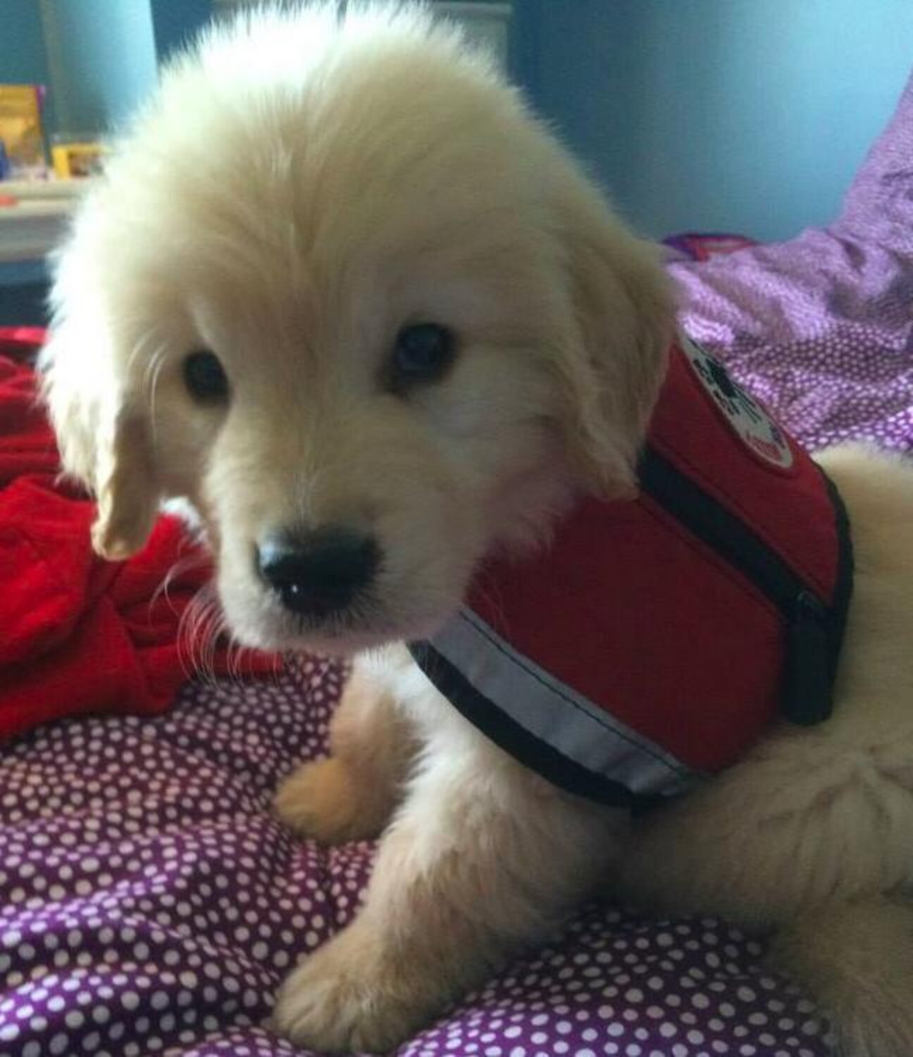 21 Very Snuggly Service Puppies In Training - The Dodo