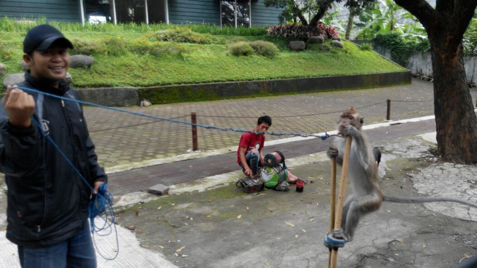 Baby Monkey Forced To 'Dance' For Tourists Is Finally Freed - The Dodo