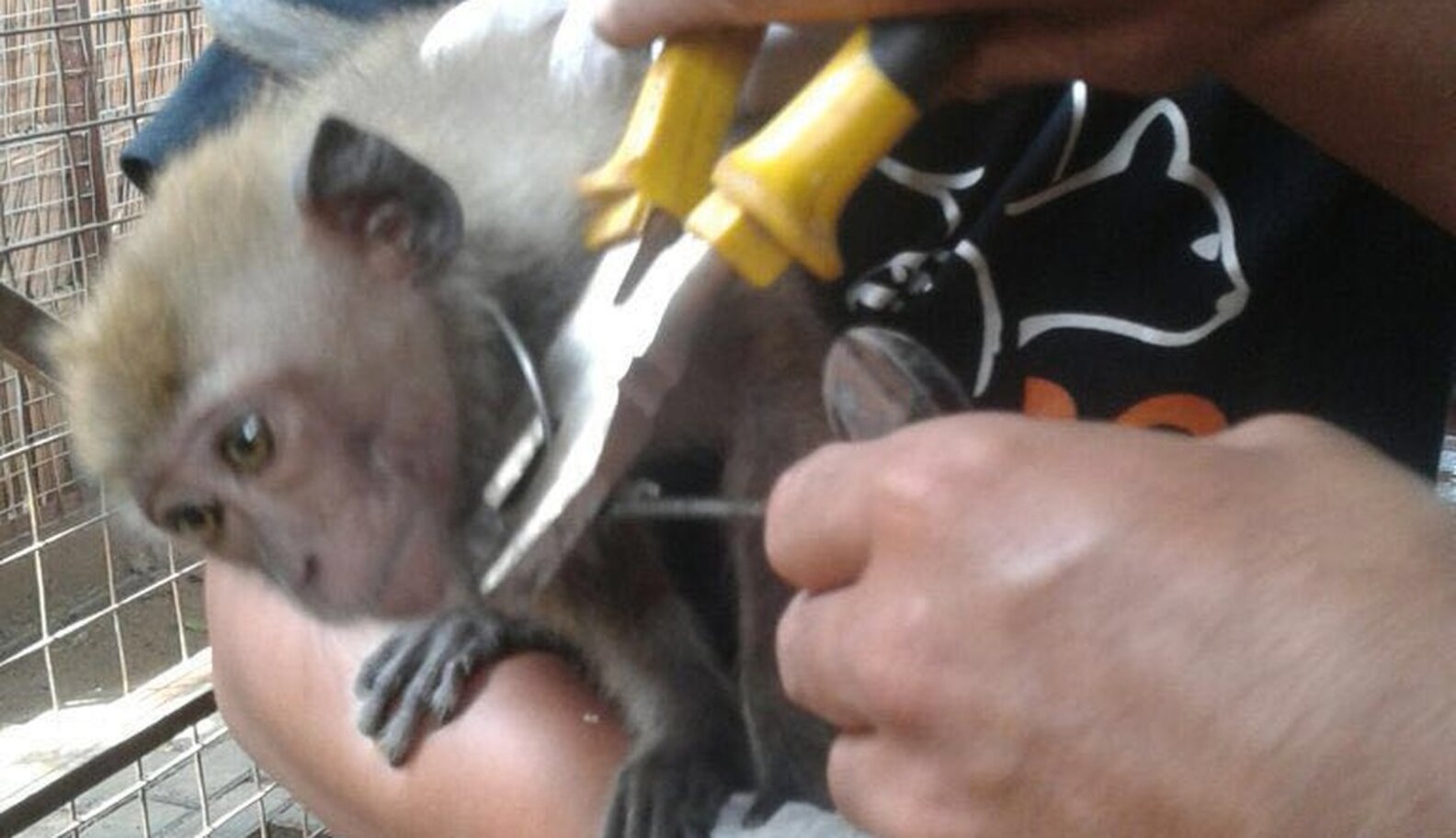 Baby Monkey Forced To 'Dance' For Tourists Is Finally Freed - The Dodo