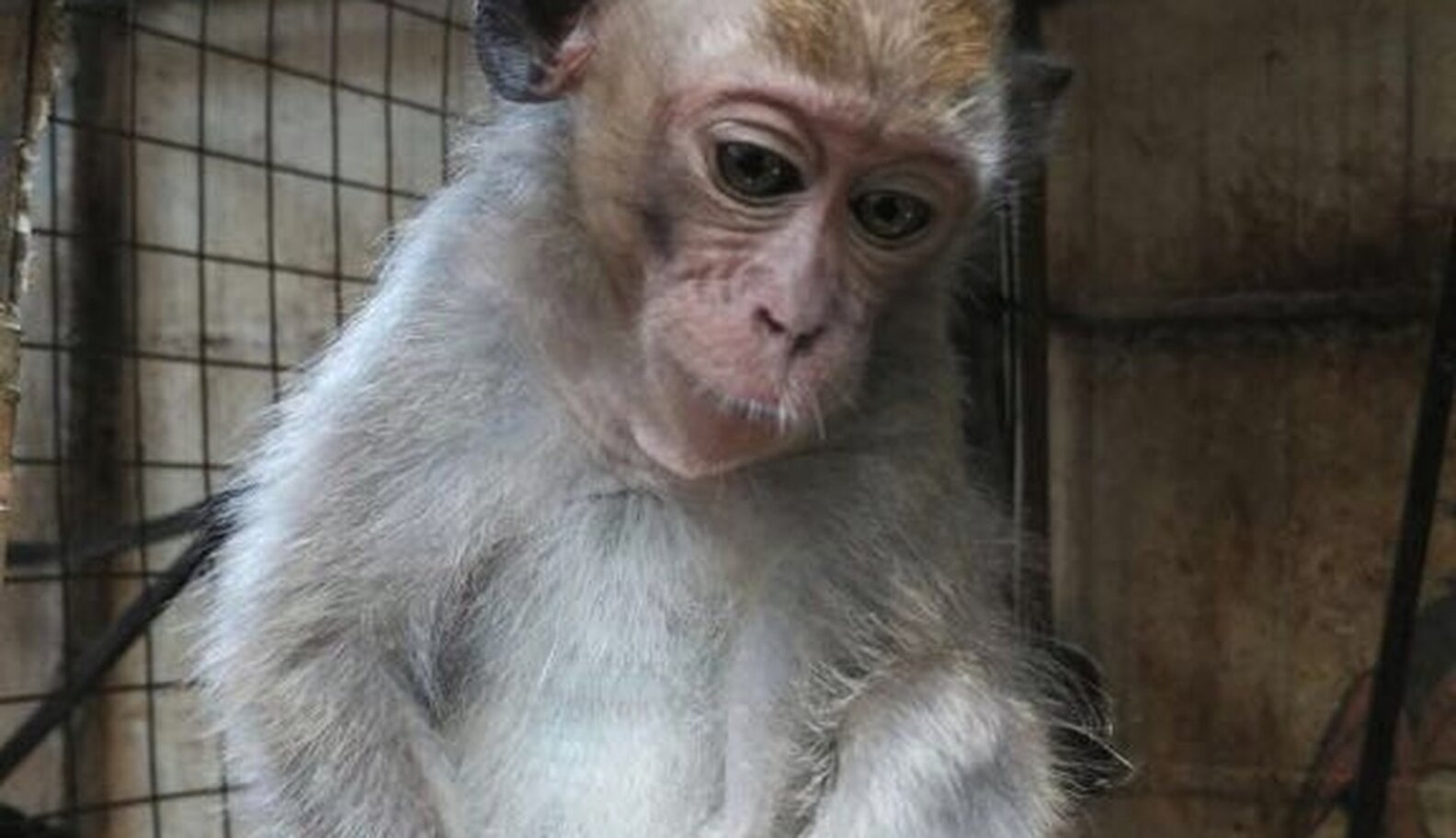 Baby Monkey Forced To 'Dance' For Tourists Is Finally Freed - The Dodo