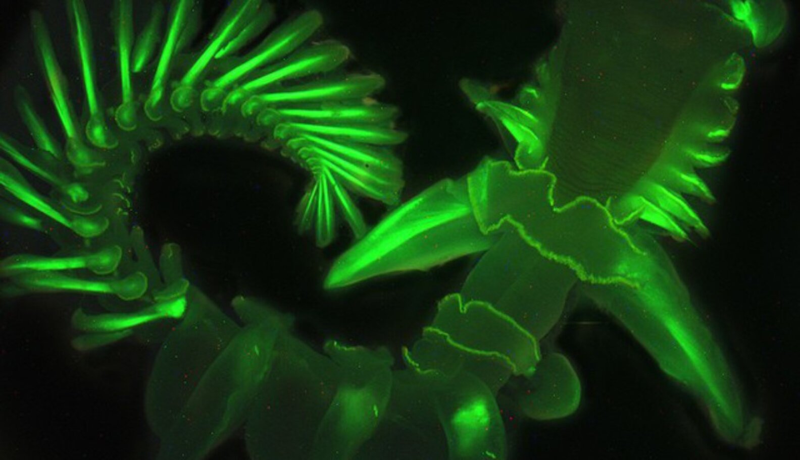 Ocean Worm Glows Neon Green But Excretes Neon Blue - The Dodo