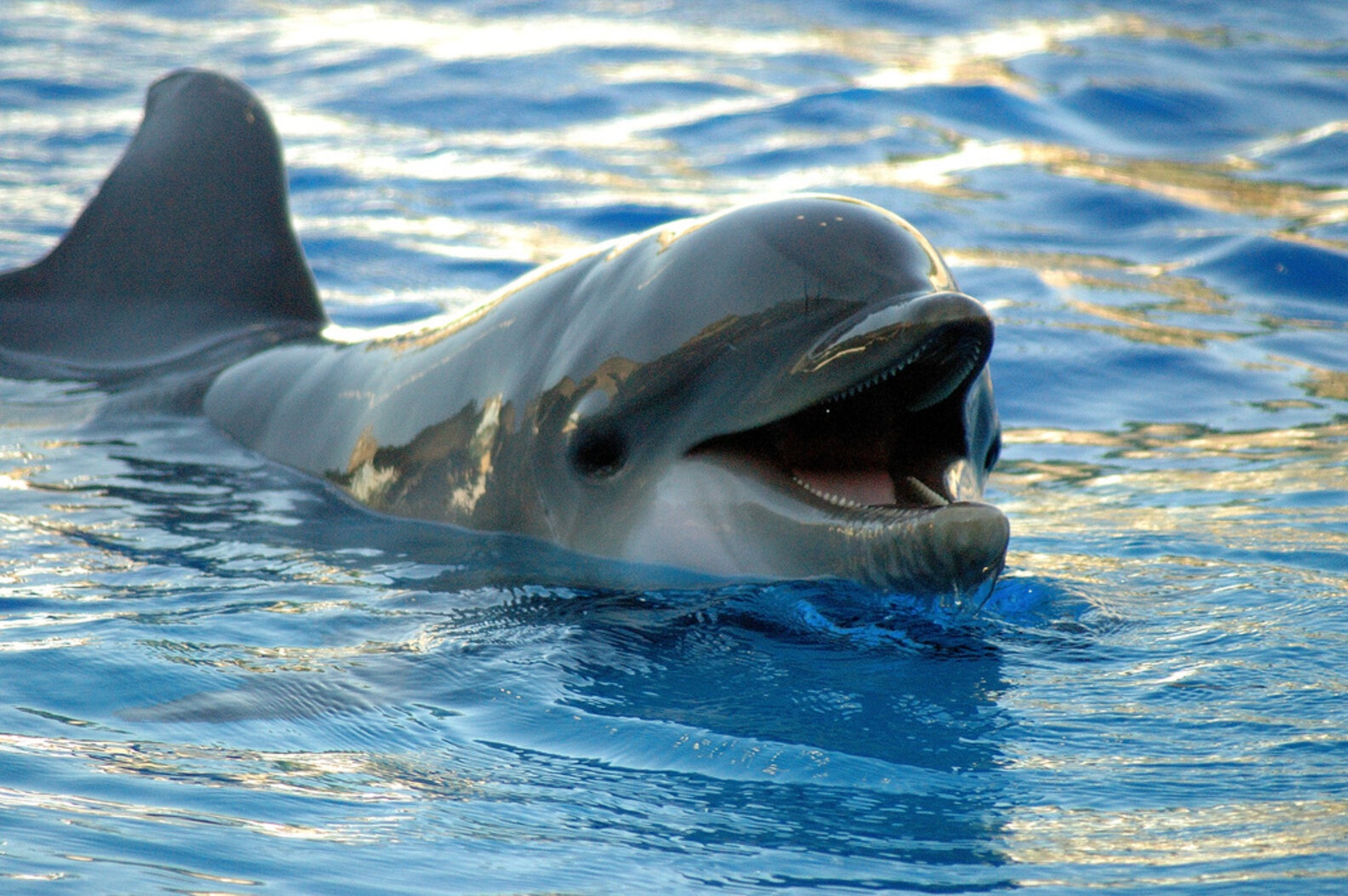 15 Things You (Probably) Didn't Know About Dolphins - The Dodo