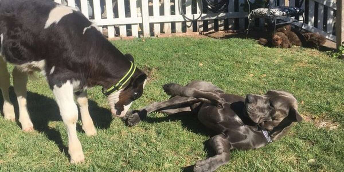 He Grew Up With Dogs And Doesn't Know He's Any Different - The Dodo