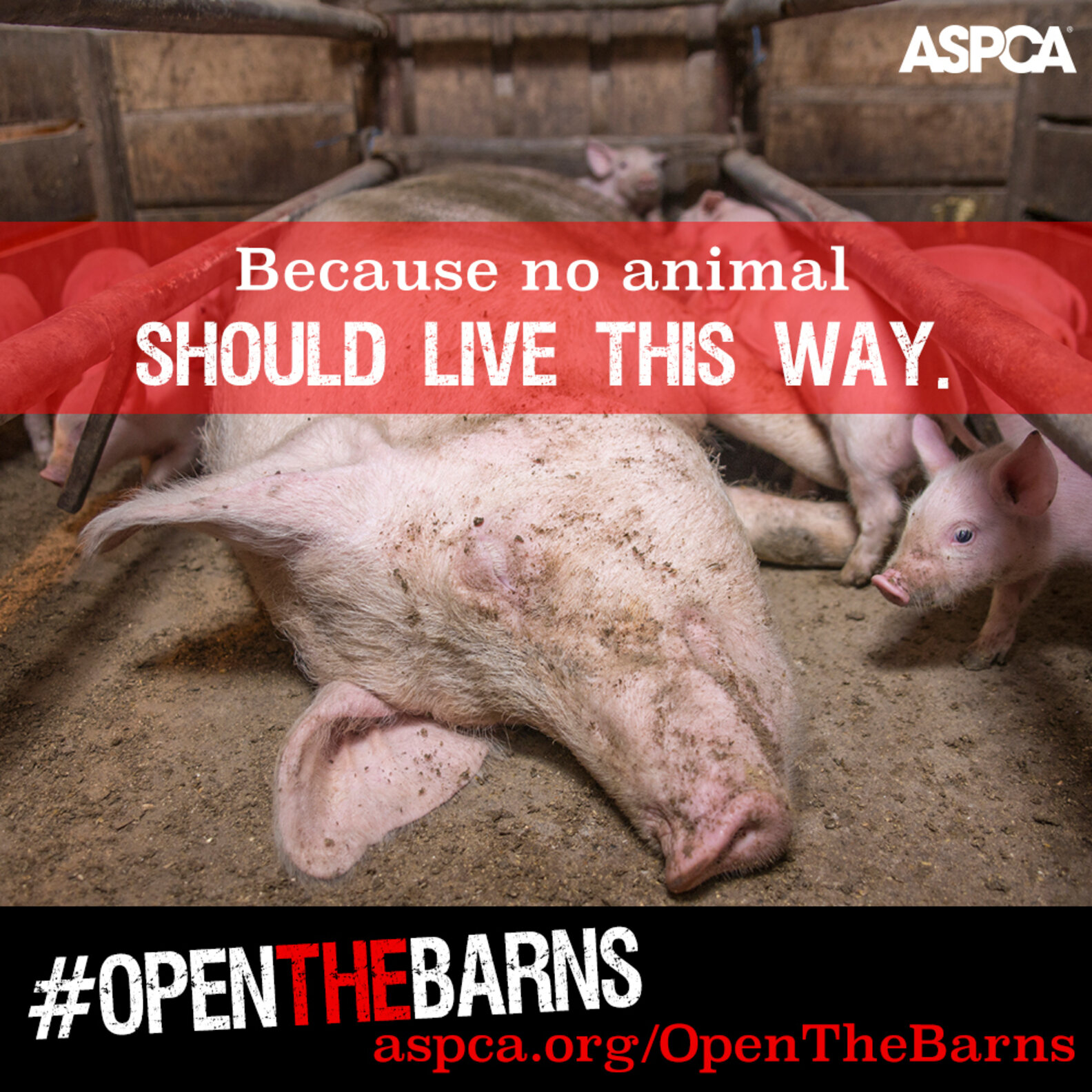 Haunting Images Take Aim At Secrecy Around Factory Farms - The Dodo