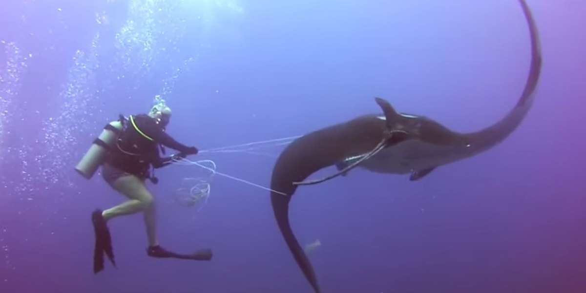 Diver Says Four Giant Manta Rays Tangled In Fishing Line Each ...