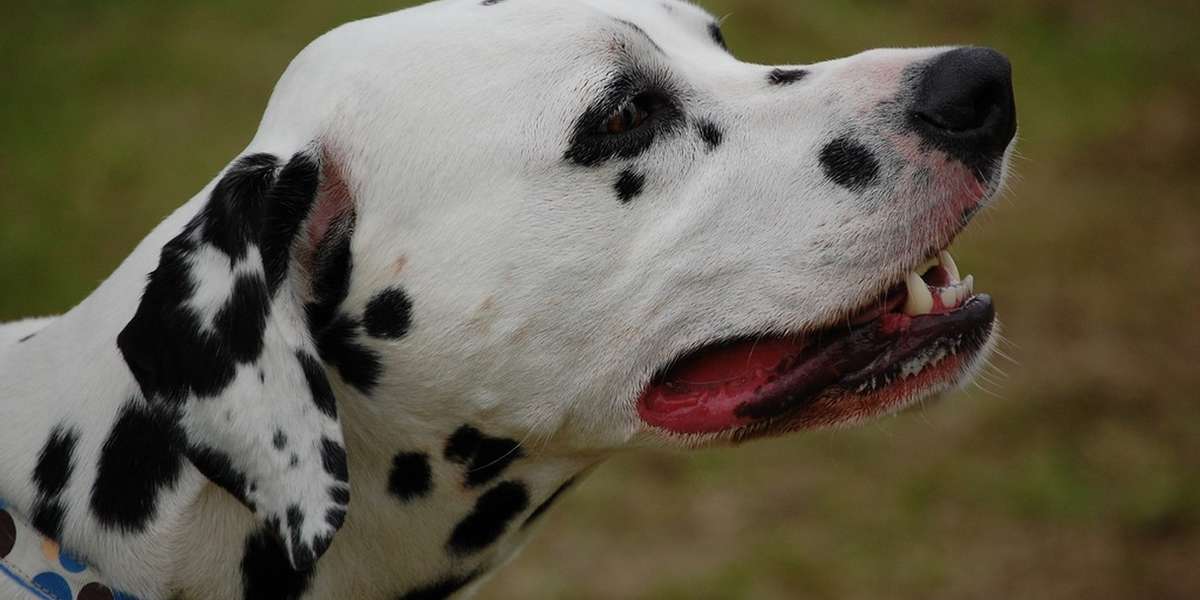 Variety Of Animals, Living And Extinct, Are Honored Around The World ...