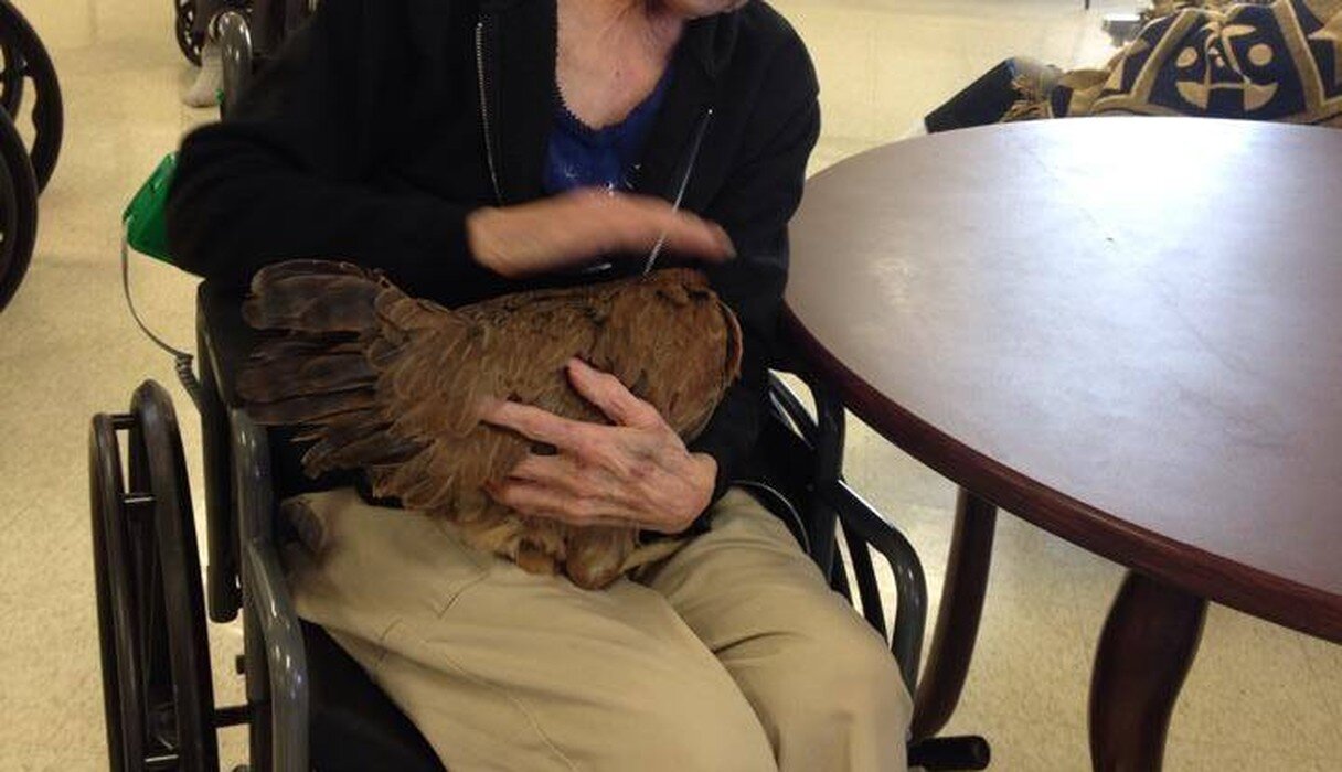 These Rescue Birds Are Doing The Most Beautiful Thing For The Elderly ...