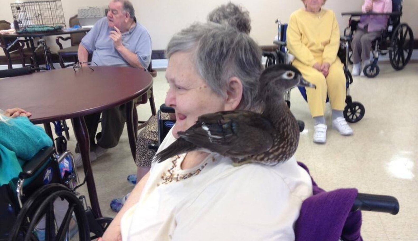 These Rescue Birds Are Doing The Most Beautiful Thing For The Elderly ...
