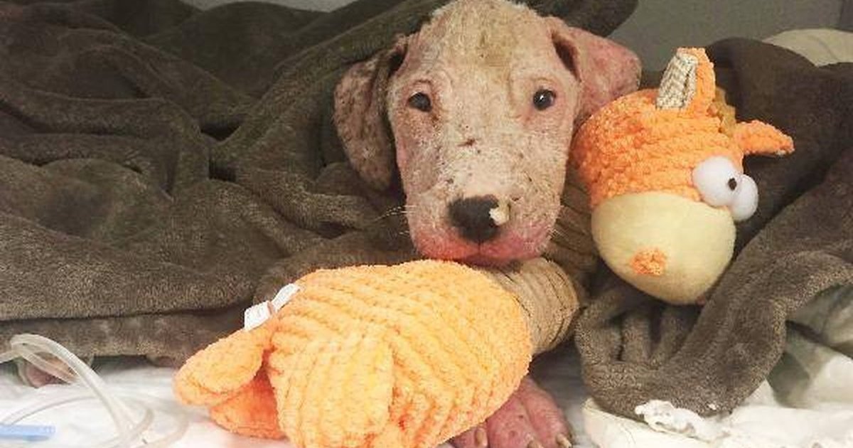 Neglected Puppy Finally Learns What Love Feels Like - The Dodo