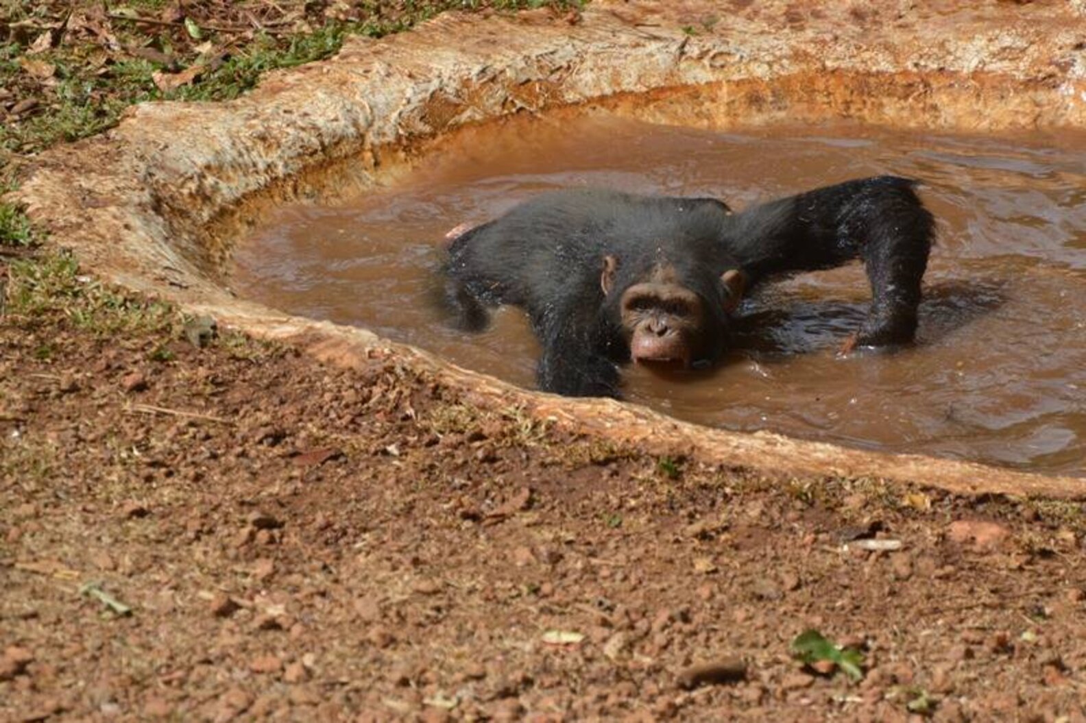 Rescued Chimps Go Nuts When They See Their Pool Is Full Of Water - The Dodo