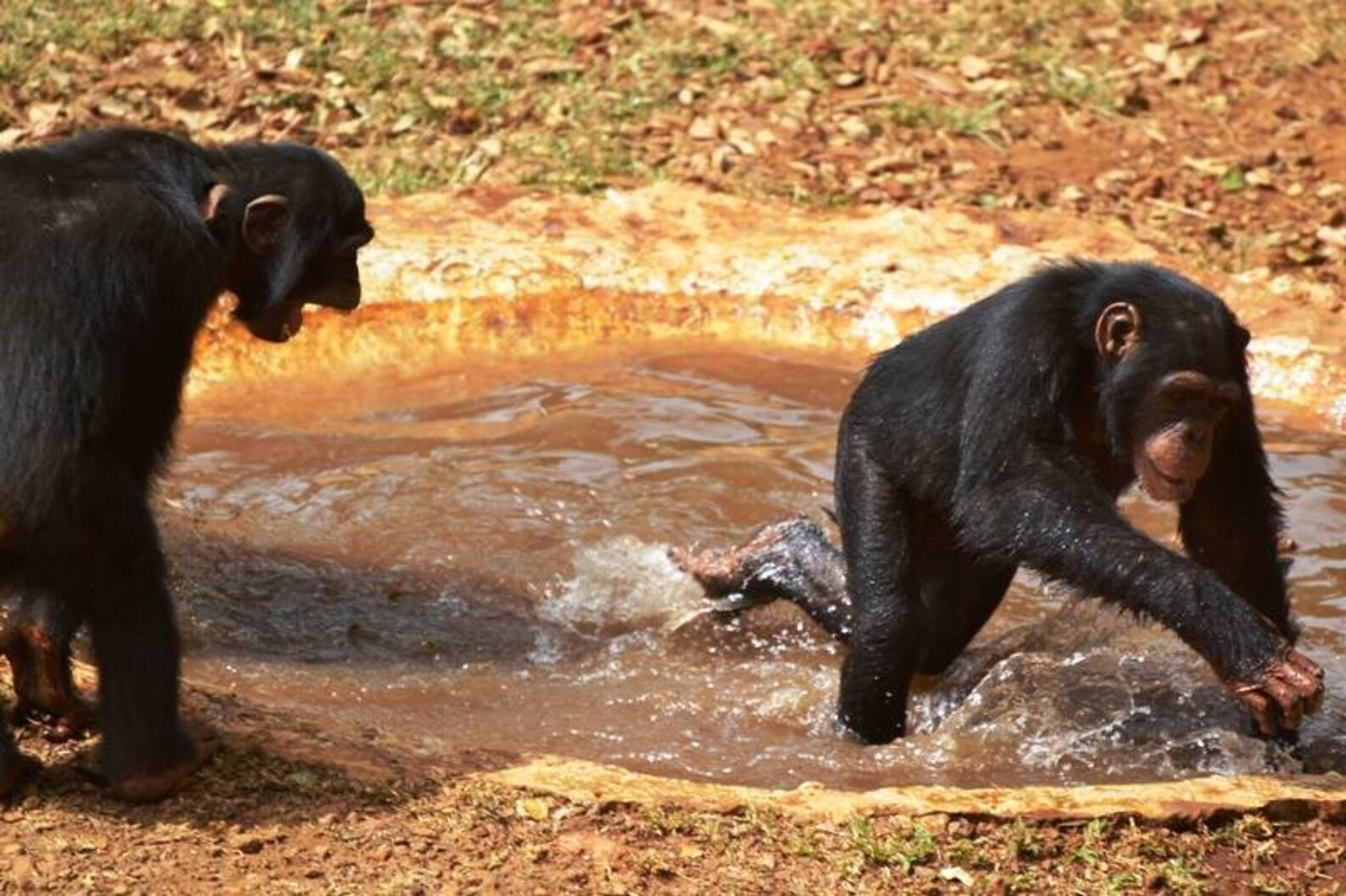 Rescued Chimps Go Nuts When They See Their Pool Is Full Of Water - The Dodo