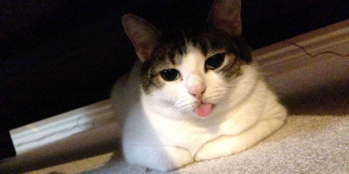 20 Cheeky Cats Who Are Sticking Their Tongues Out At You - The Dodo