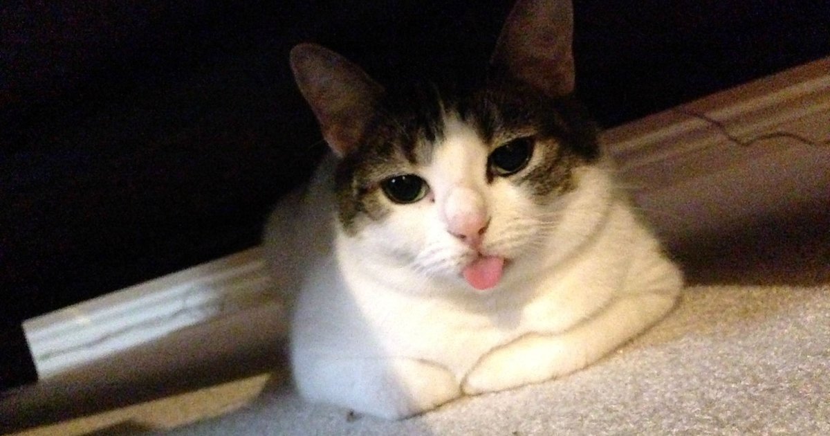 20 Cheeky Cats Who Are Sticking Their Tongues Out At You - The Dodo