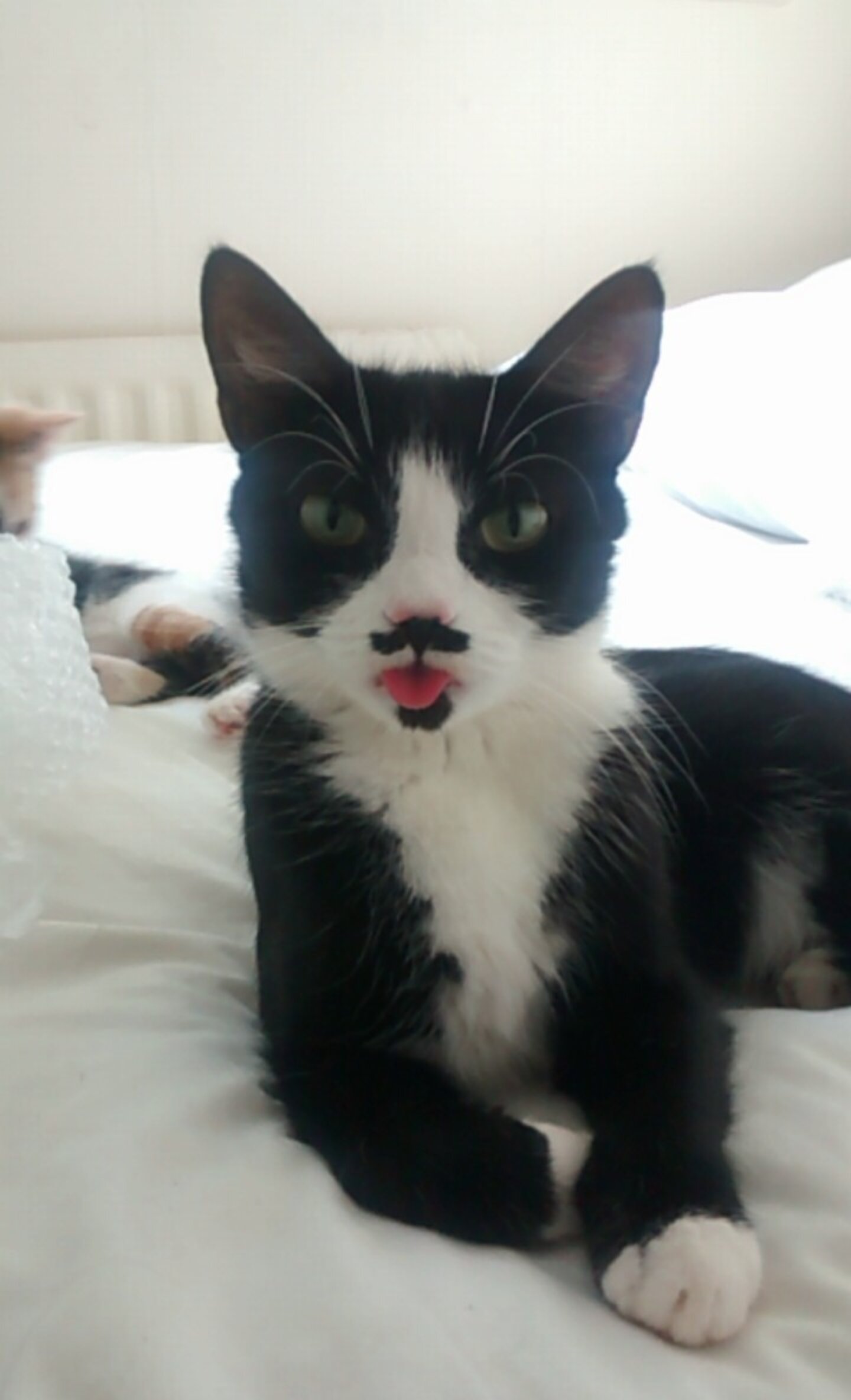 20 Cheeky Cats Who Are Sticking Their Tongues Out At You - The Dodo