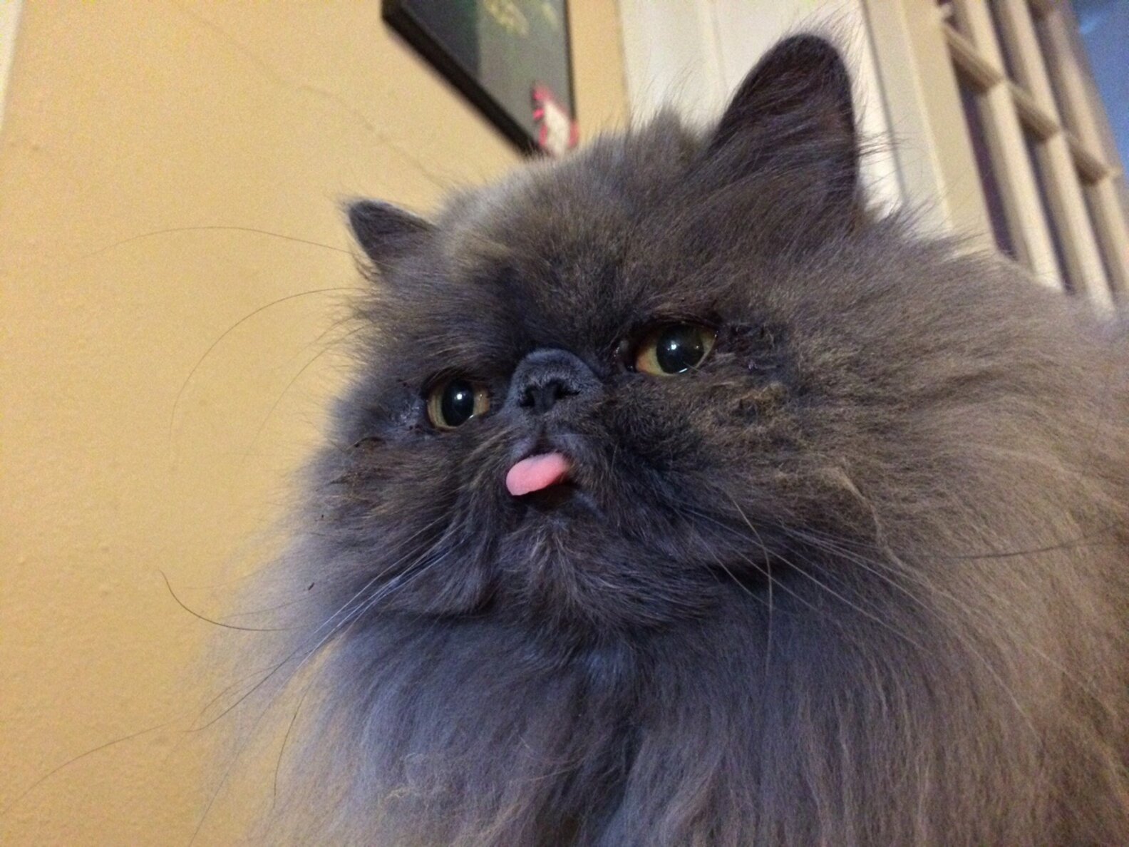 20 Cheeky Cats Who Are Sticking Their Tongues Out At You - The Dodo