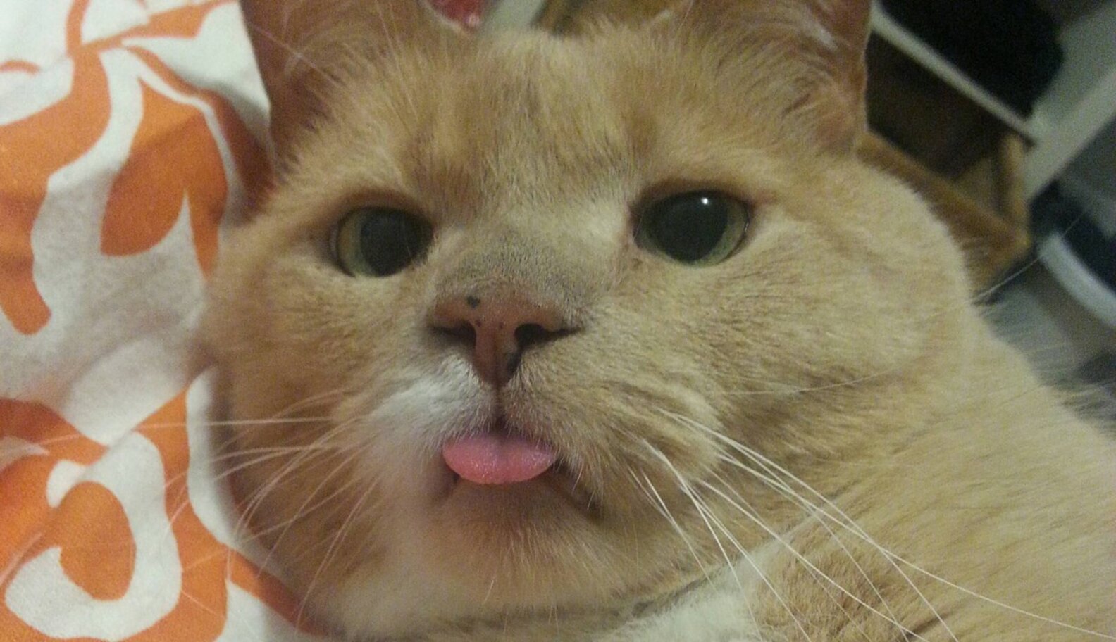 20 Cheeky Cats Who Are Sticking Their Tongues Out At You - The Dodo