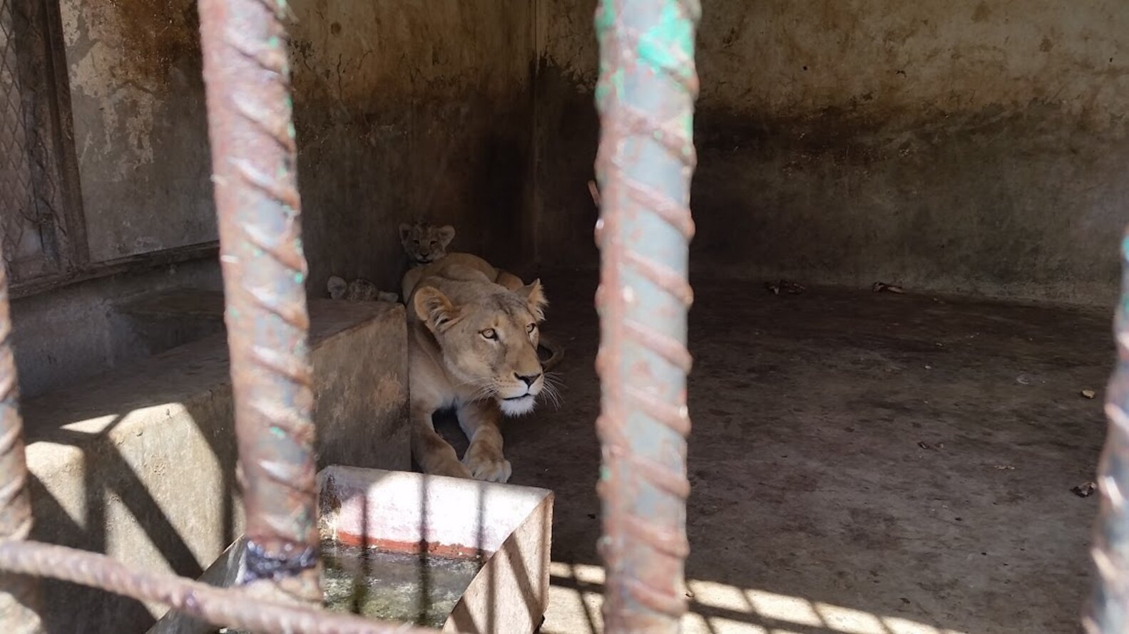 Animals Left To Starve After War Destroys Their Country - The Dodo