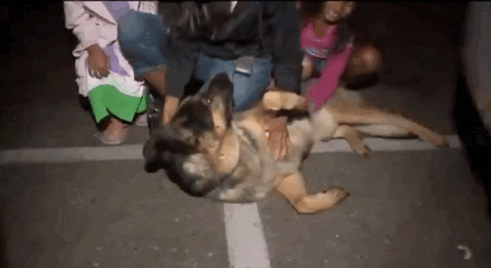 Missing Dog Immediately Recognizes His Family After 3 Years Apart - The ...