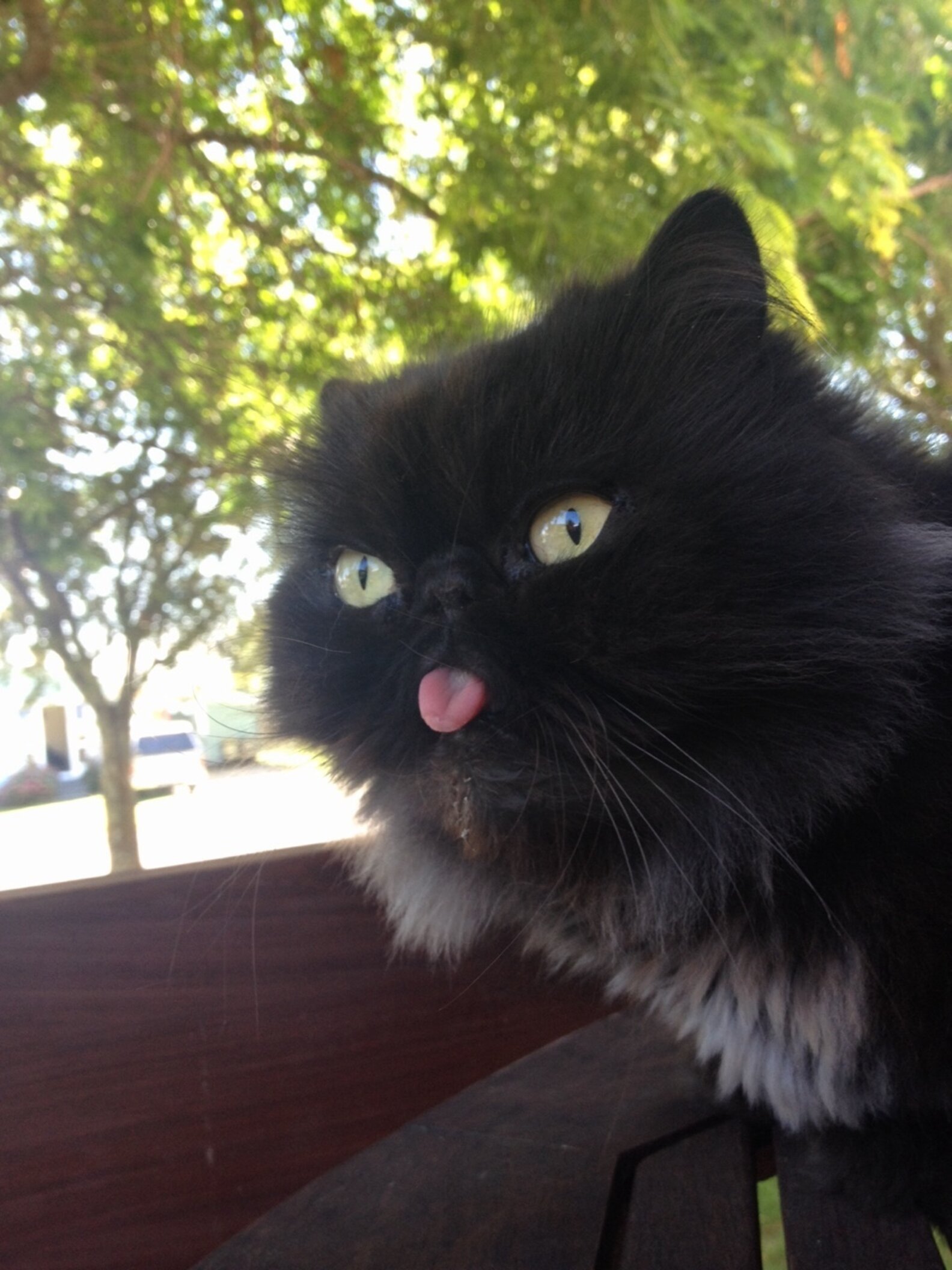 20 Cheeky Cats Who Are Sticking Their Tongues Out At You - The Dodo