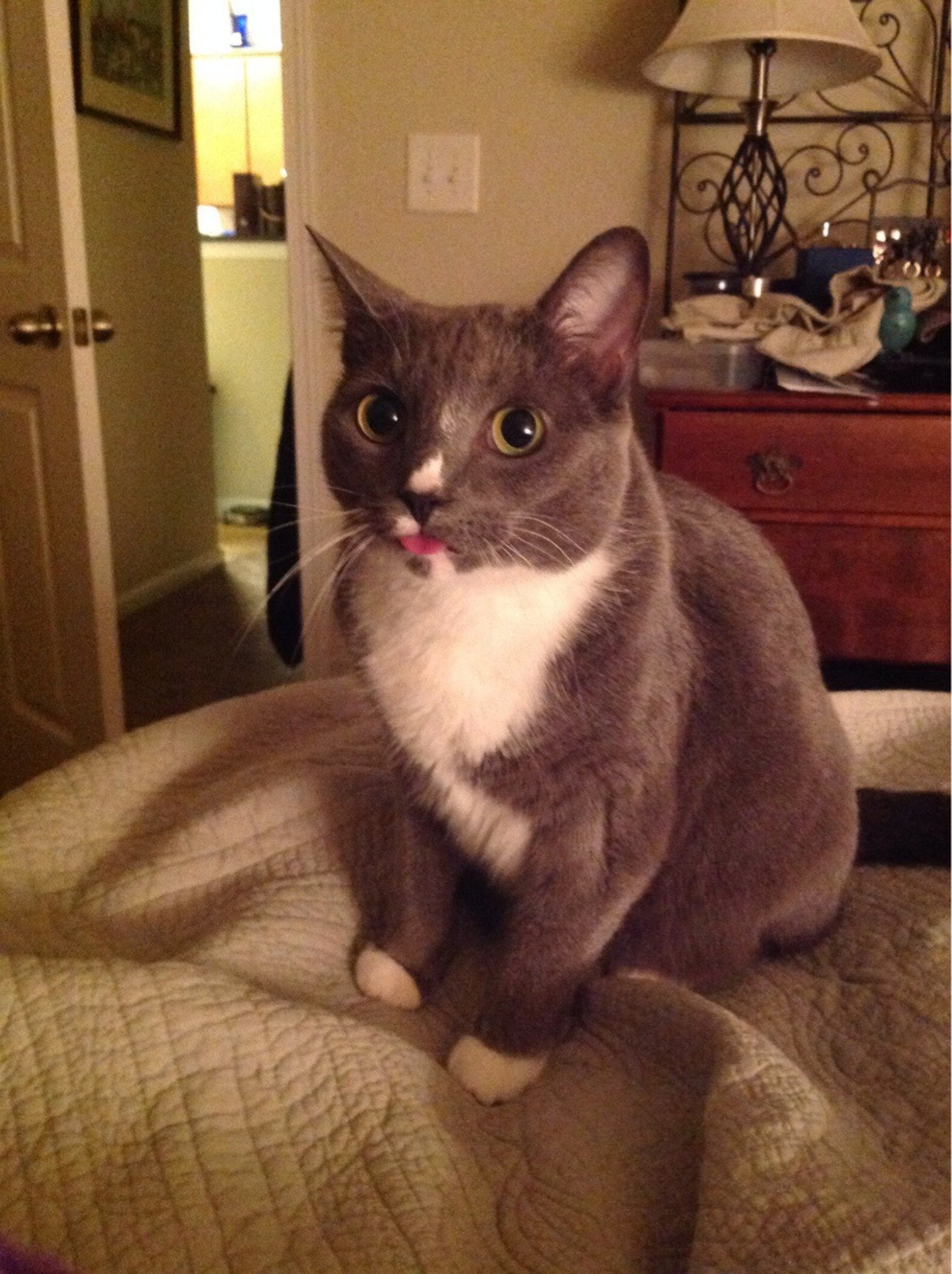 20 Cheeky Cats Who Are Sticking Their Tongues Out At You - The Dodo