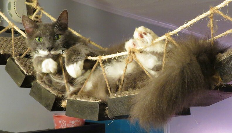 Human Home Converted Into Ultimate Playground For 8 Rescue Cats - The Dodo
