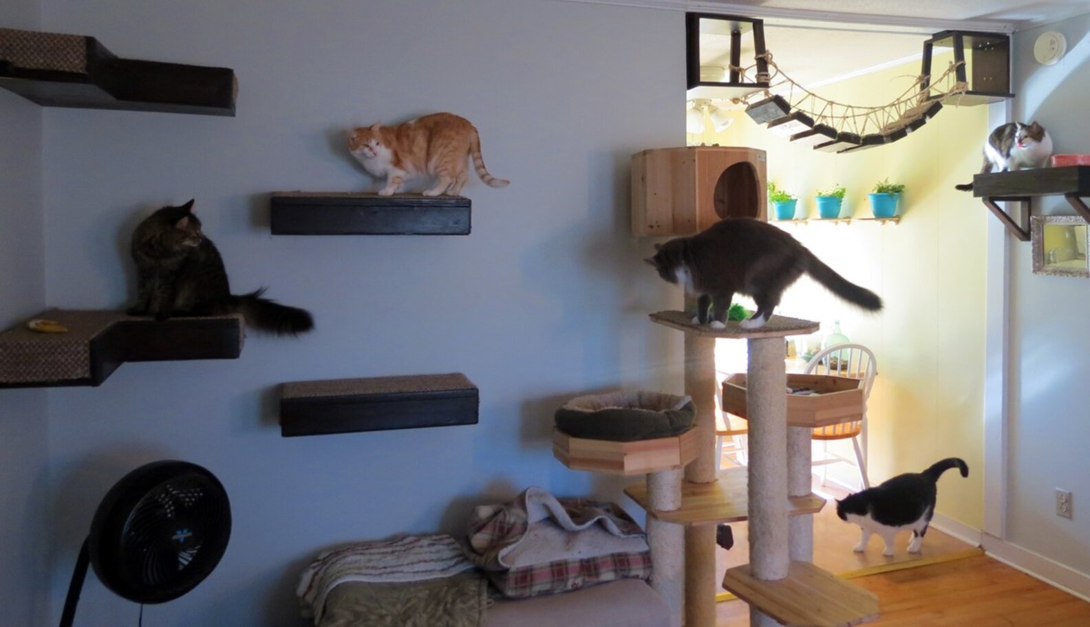 Human Home Converted Into Ultimate Playground For 8 Rescue Cats - The Dodo