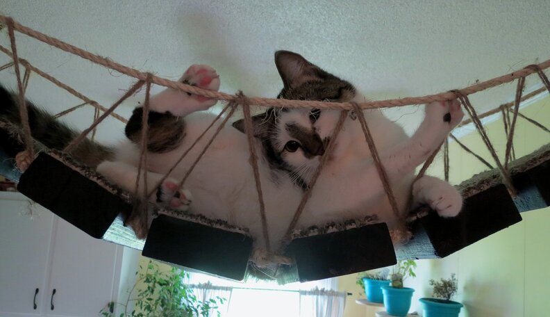 Human Home Converted Into Ultimate Playground For 8 Rescue Cats - The Dodo