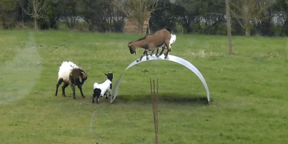 Watch Goats Play On A Wobbly Metal Sheet - The Dodo
