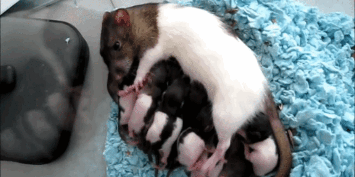 Rats Get A Bad Rap … But According To Science They’re Actually ...