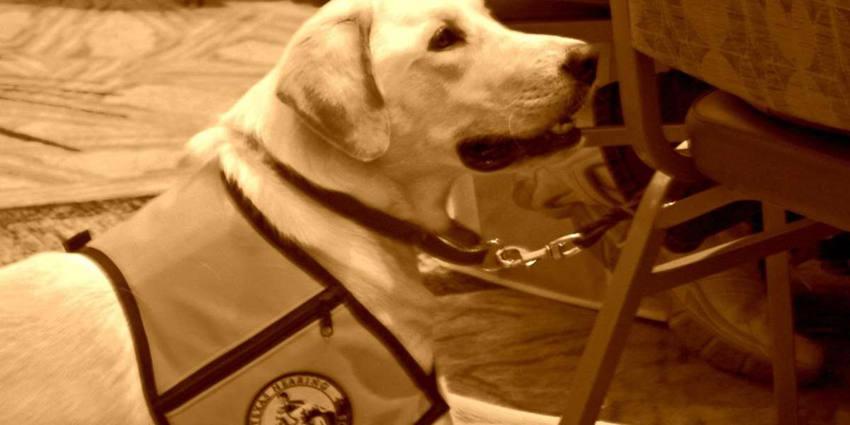 Police Officer To Vet With PTSD: "You Don't Need A Service Dog" - The Dodo