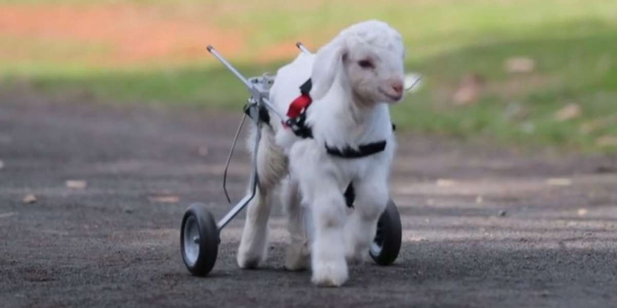 Rescuers Help A Tiny Disabled Goat Take His First Steps - The Dodo