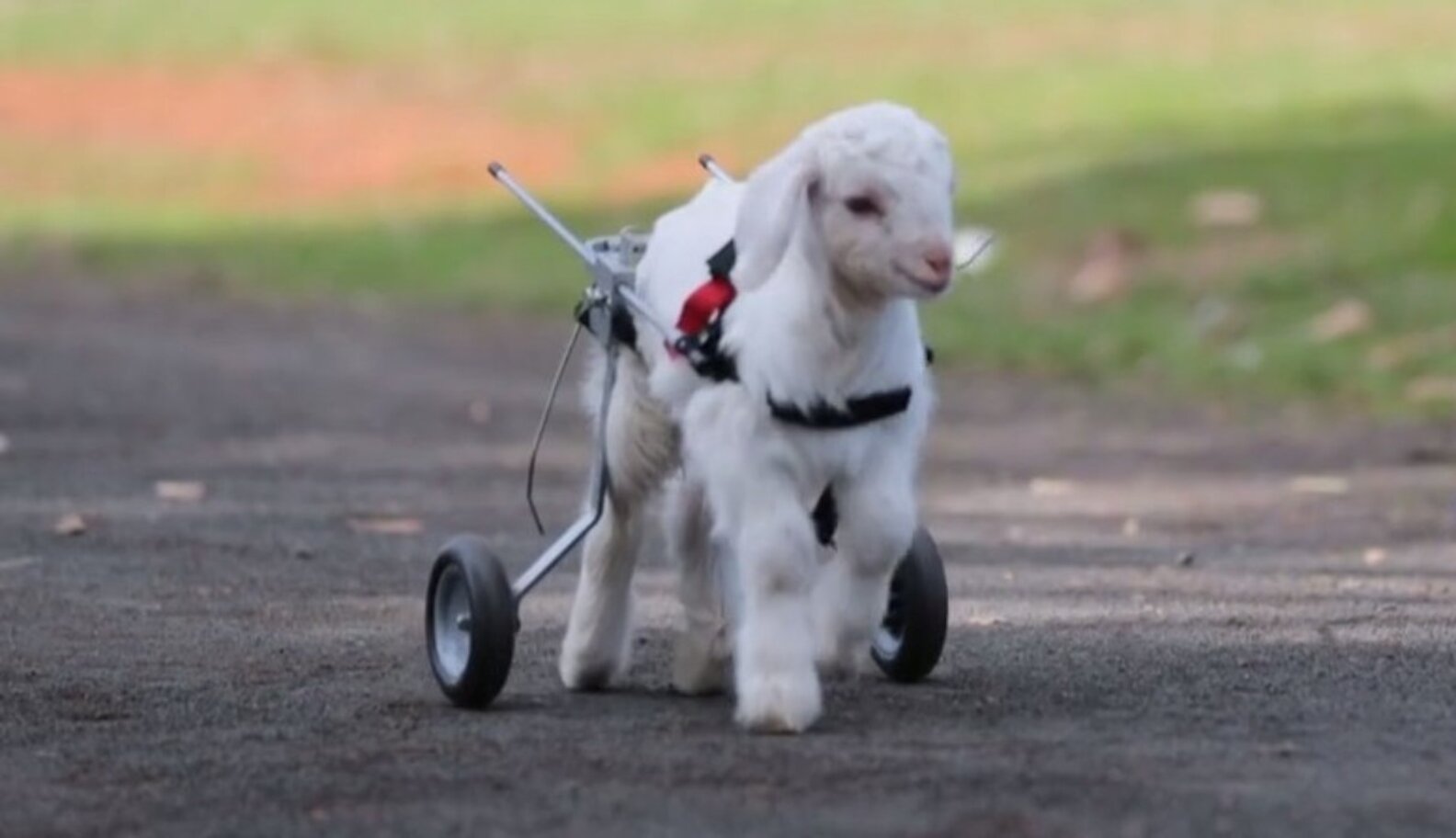 Rescuers Help A Tiny Disabled Goat Take His First Steps - The Dodo