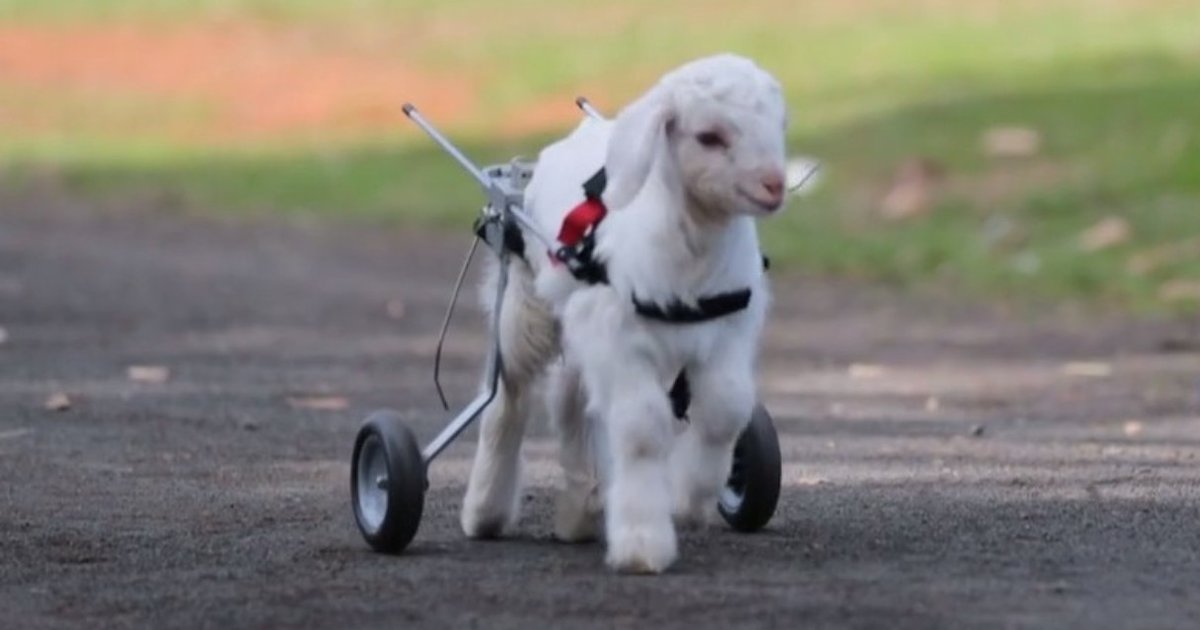 Rescuers Help A Tiny Disabled Goat Take His First Steps - The Dodo