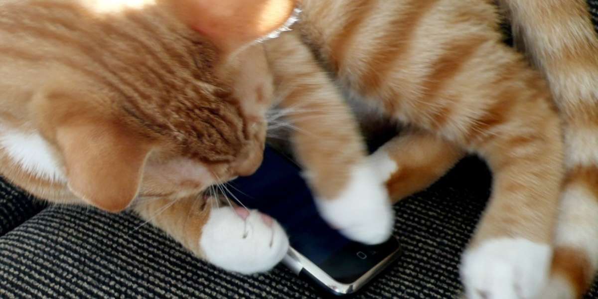 Apple’s Latest iPhone Patent Takes A Cue From Cats - The Dodo