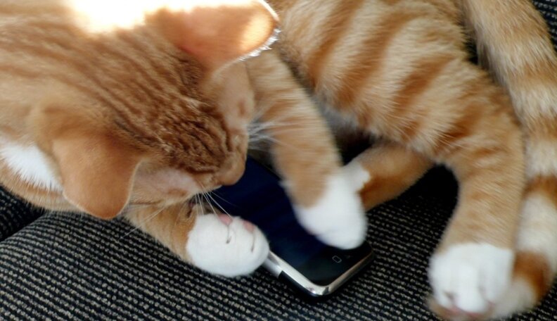 Apple’s Latest iPhone Patent Takes A Cue From Cats - The Dodo