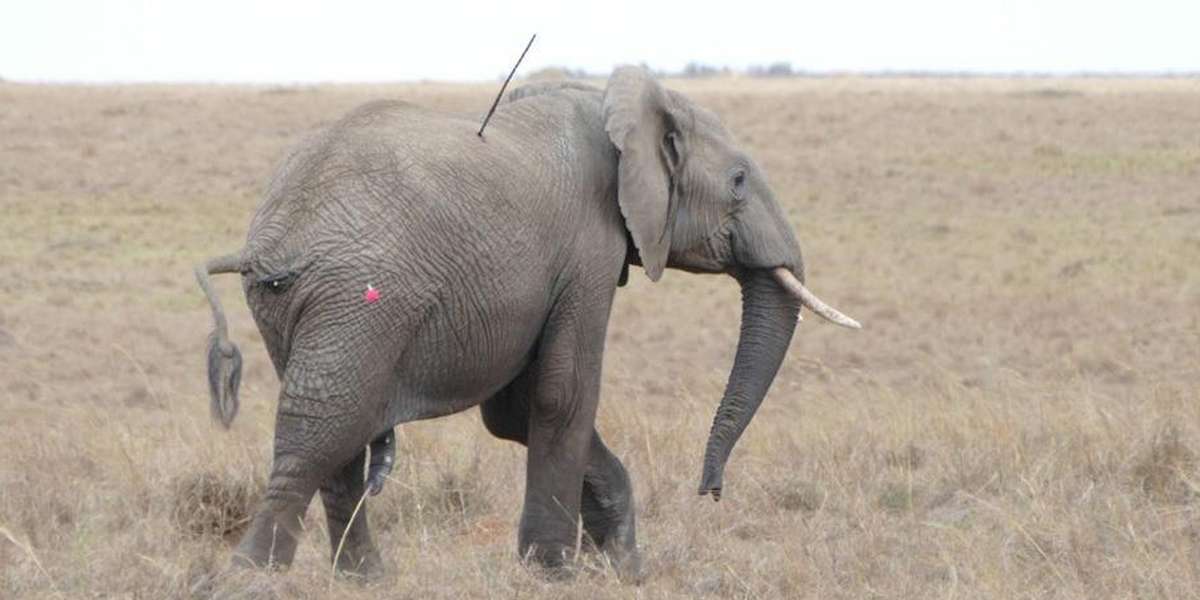 People Rush To Save Elephant Shot By Spear - The Dodo