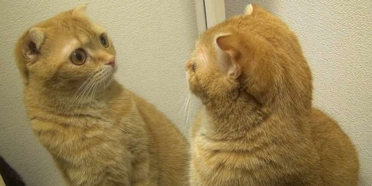 WATCH: The Most Narcissistic Cats In The World - The Dodo