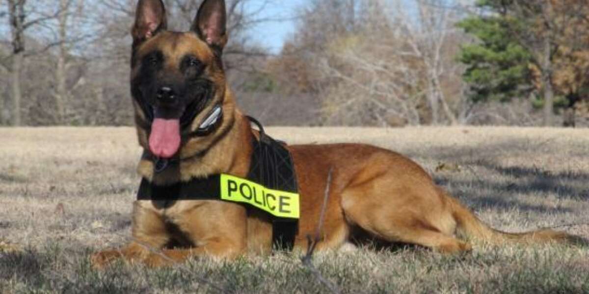 The Dog Acts and Related Laws - The Dodo